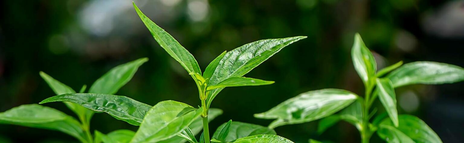 Andrographis - Właściwości Działanie Zastosowanie Skutki uboczne - Zielares