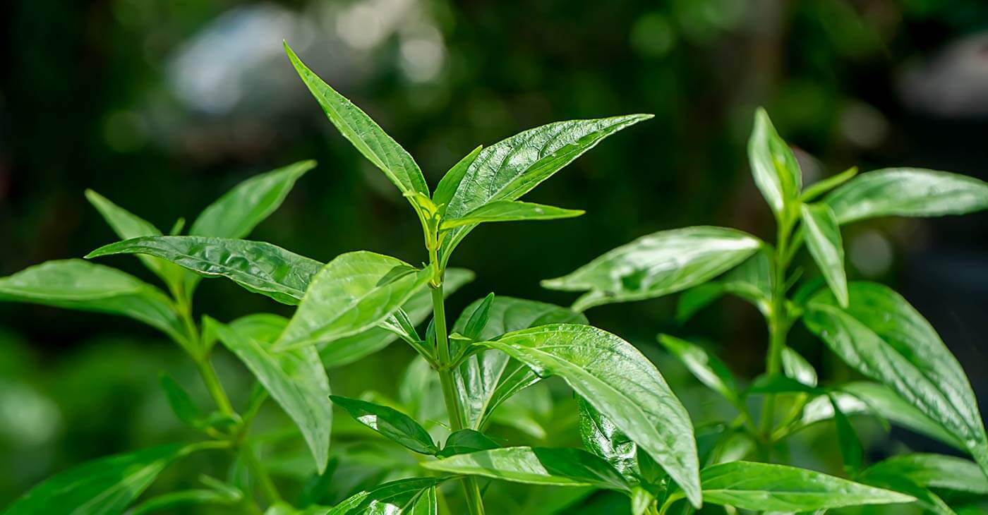 Andrographis - Właściwości Działanie Zastosowanie Skutki uboczne - Zielares
