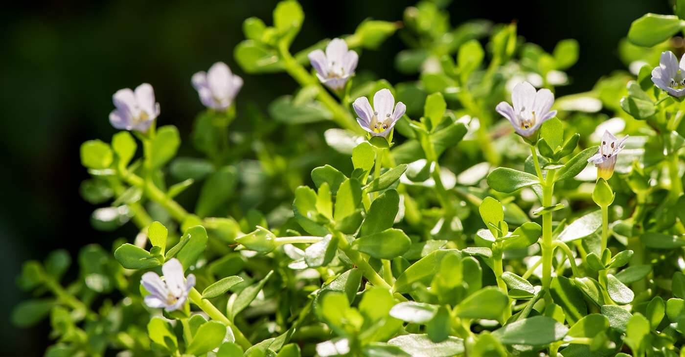 Bakopa - Co to jest Właściwości Działanie - Zielares