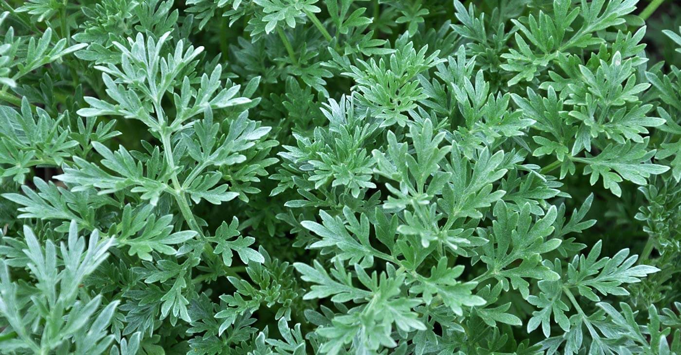 Bylica piołun - Właściwości Działanie i Zastosowanie - Zielares