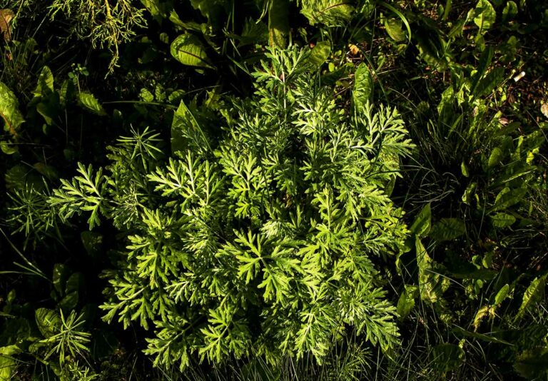 Bylica piołun - Właściwości Działanie i Zastosowanie - Zielares