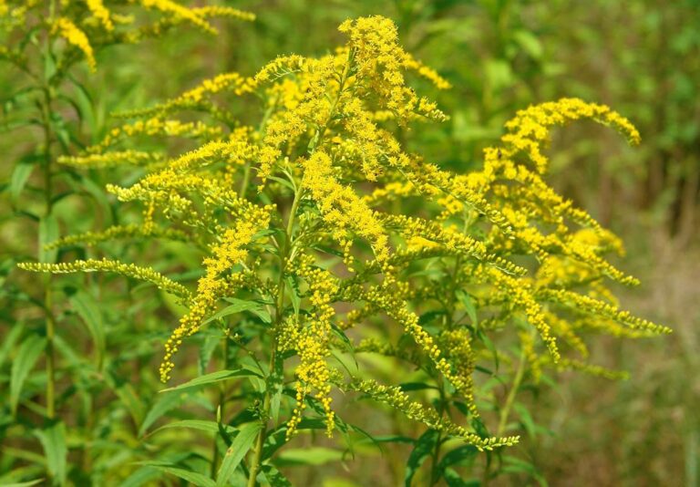 Nawłoć - Właściwości Zastosowanie i Przeciwwskazania - Zielares