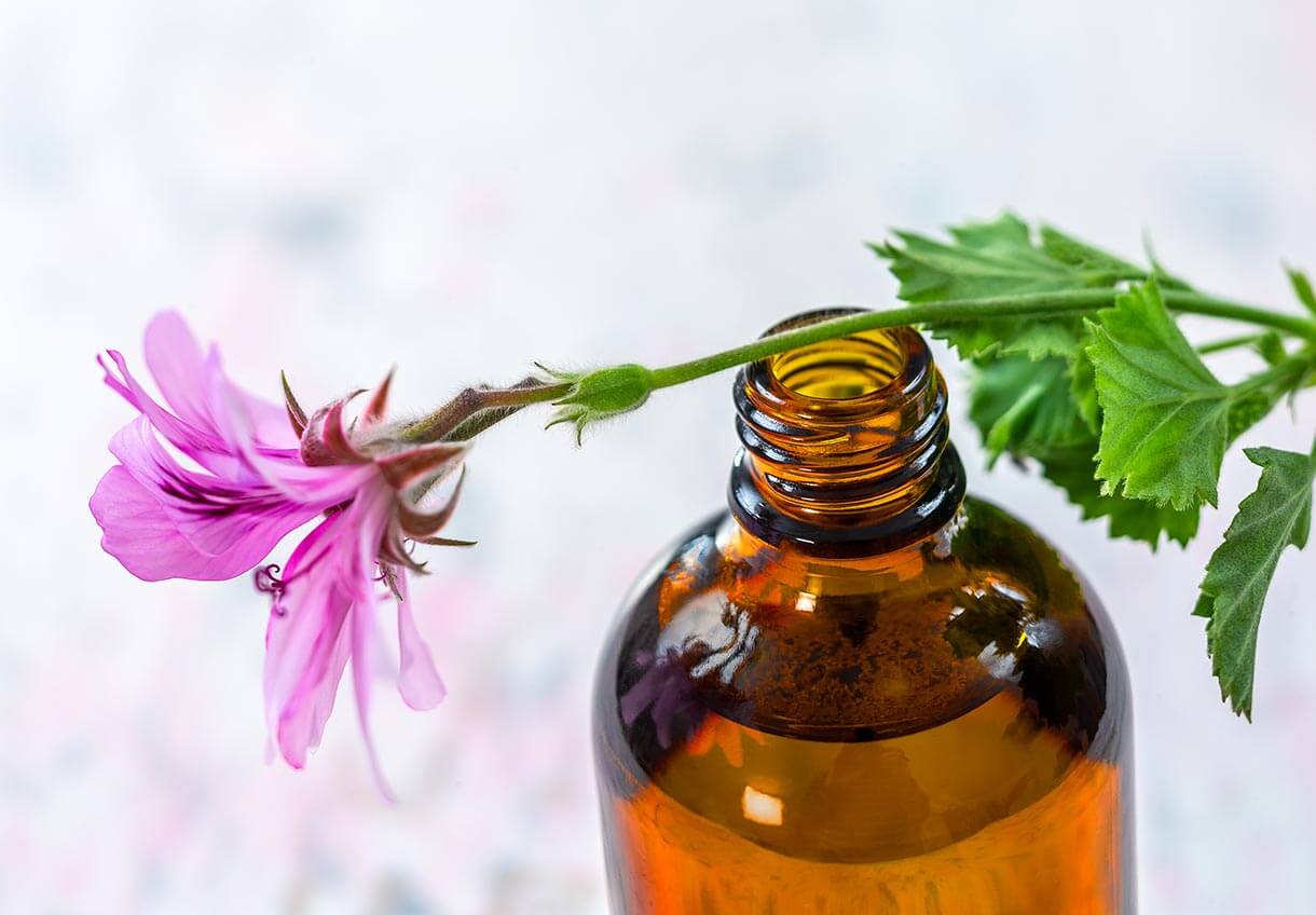 Olejek geraniowy (z geranium) - Właściwości i Działanie - Zielares