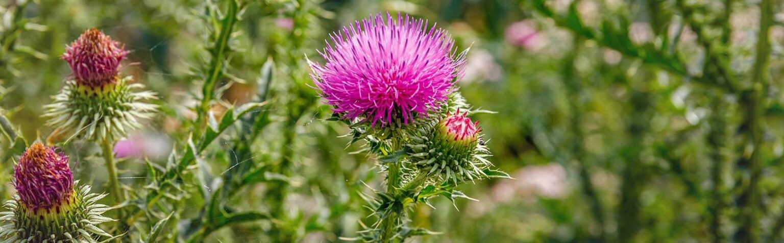 Ostropest plamisty - Właściwości Jak stosować Działanie - Zielares