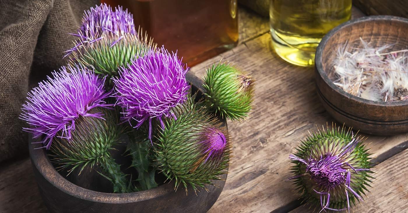 Ostropest plamisty - Właściwości Jak stosować Działanie - Zielares