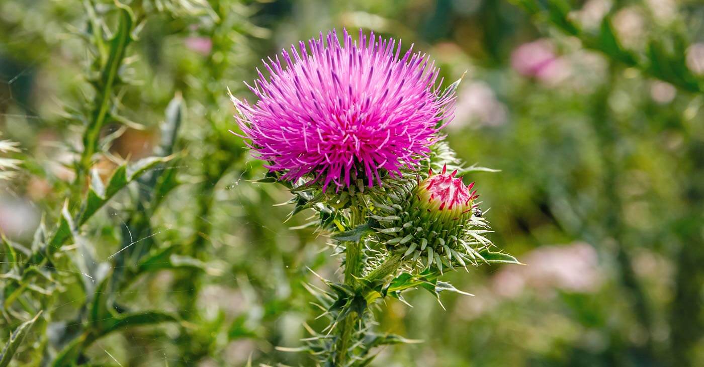 Ostropest plamisty - Właściwości Jak stosować Działanie - Zielares