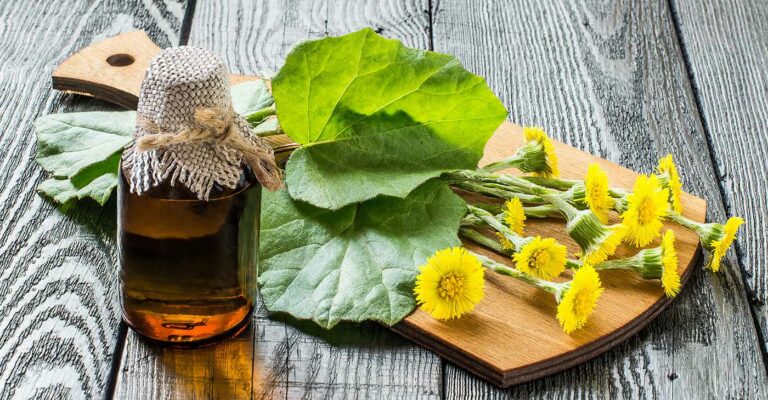 Podbiał pospolity - Właściwości Działanie Zastosowanie - Zielares