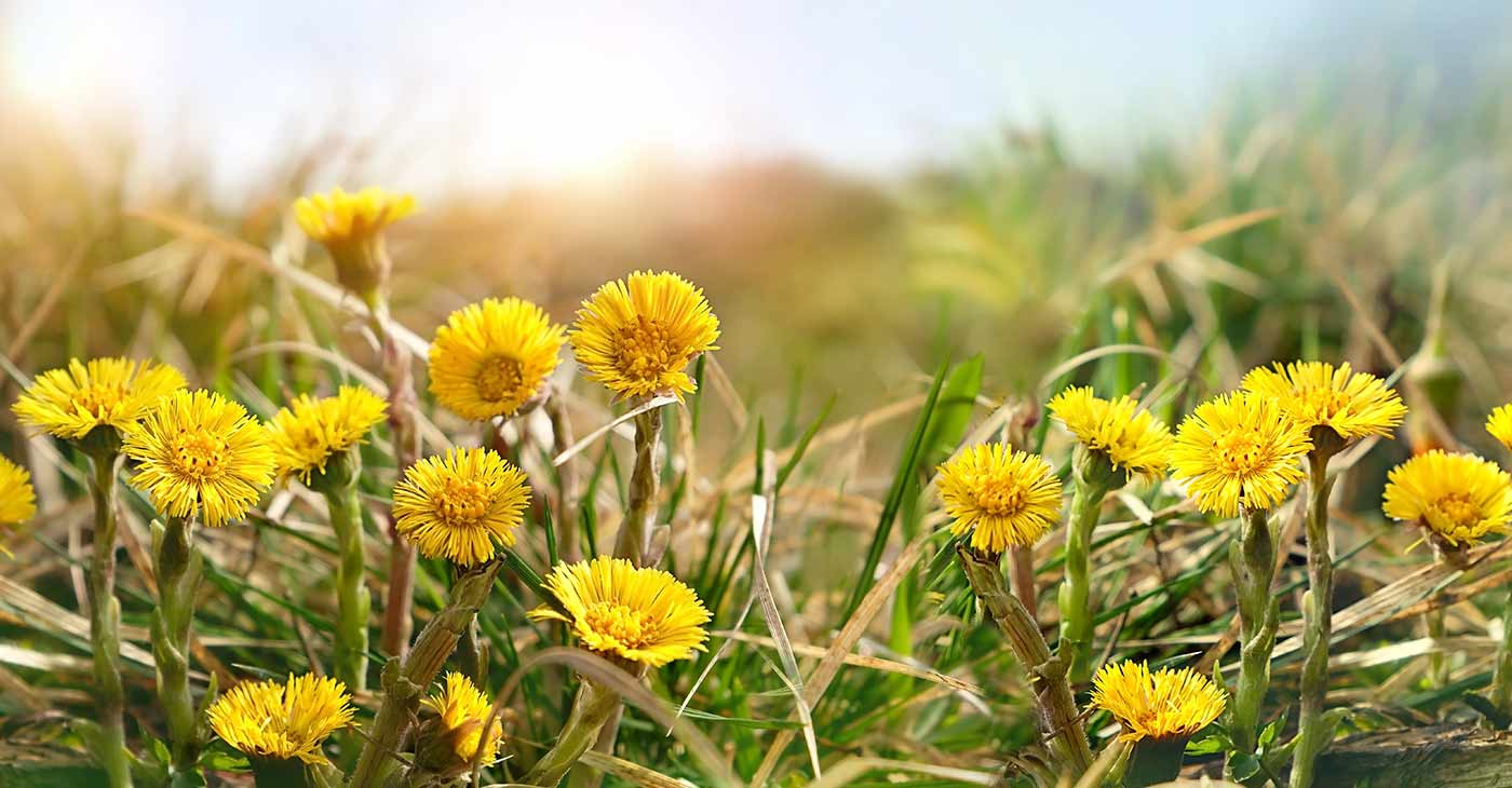 Podbiał pospolity - Właściwości Działanie Zastosowanie - Zielares