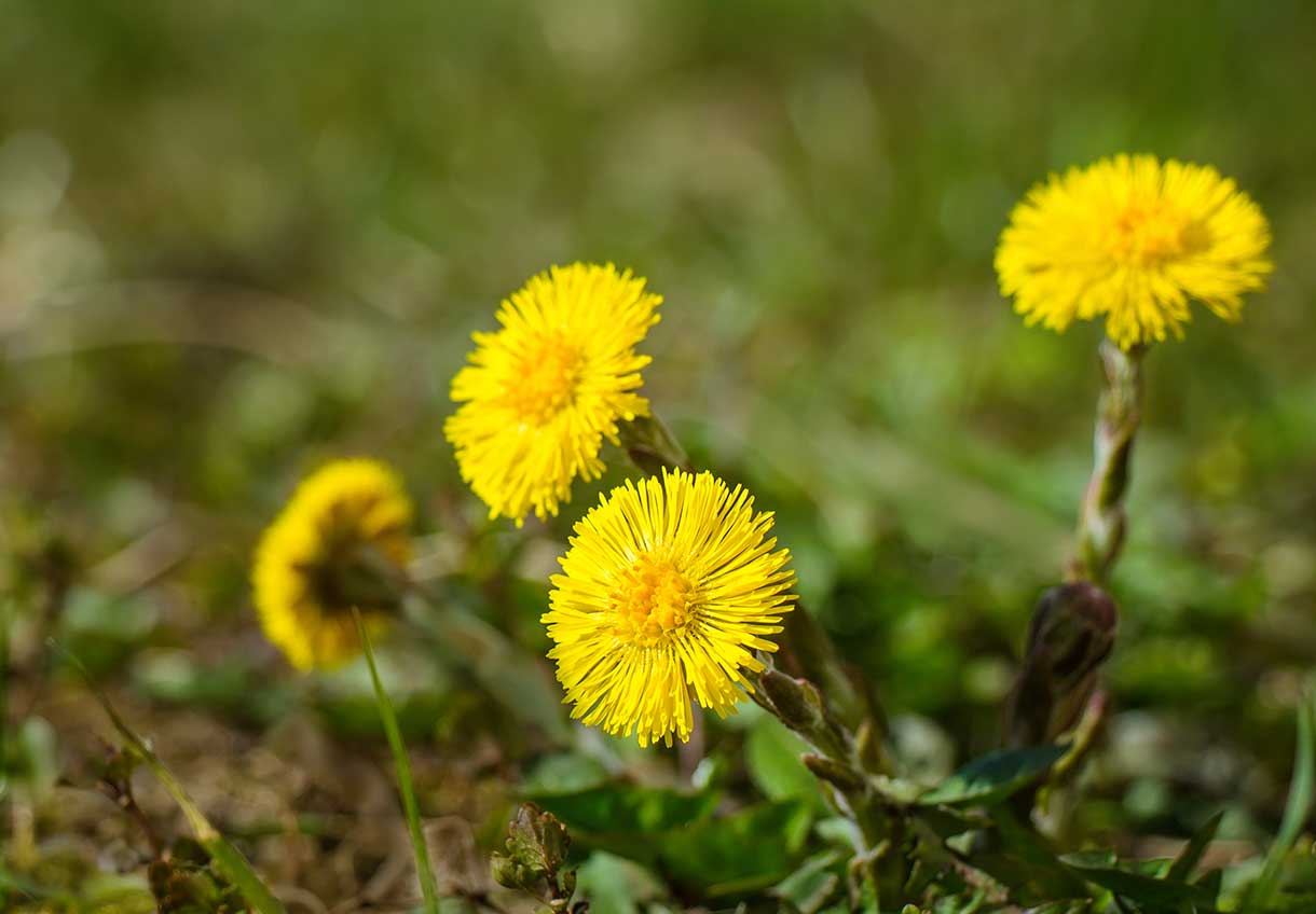 Podbiał pospolity - Właściwości Działanie Zastosowanie - Zielares
