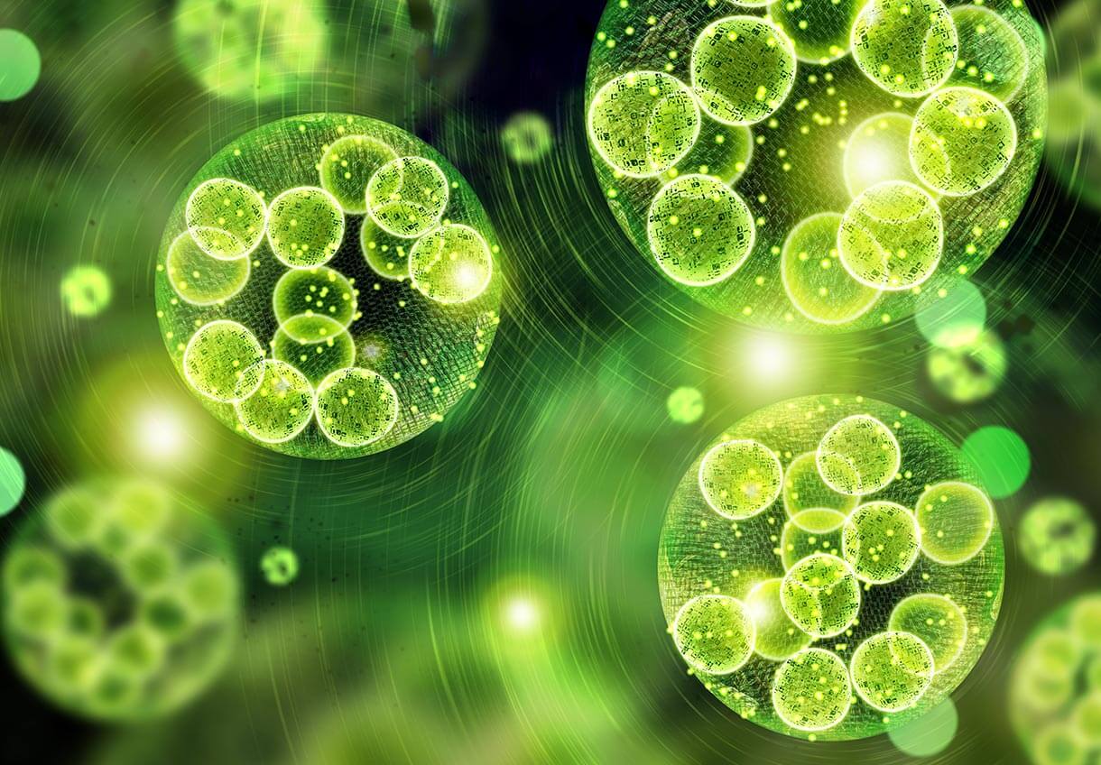Chlorella - Właściwości Działanie i Dlaczego warto ją stosować - Zielares