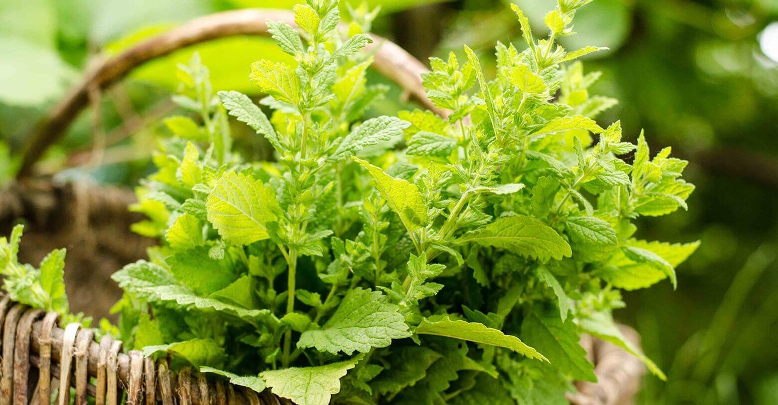 Melisa - Właściwości Działanie Przeciwwskazania Stosowanie - Zielares