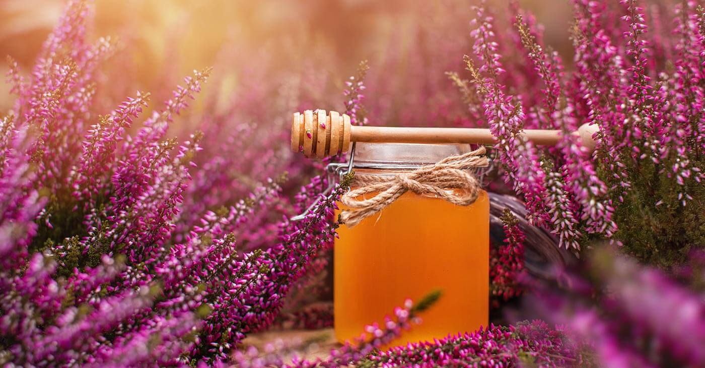 Miód wrzosowy — Właściwości Zastosowanie Na co pomaga - Zielares