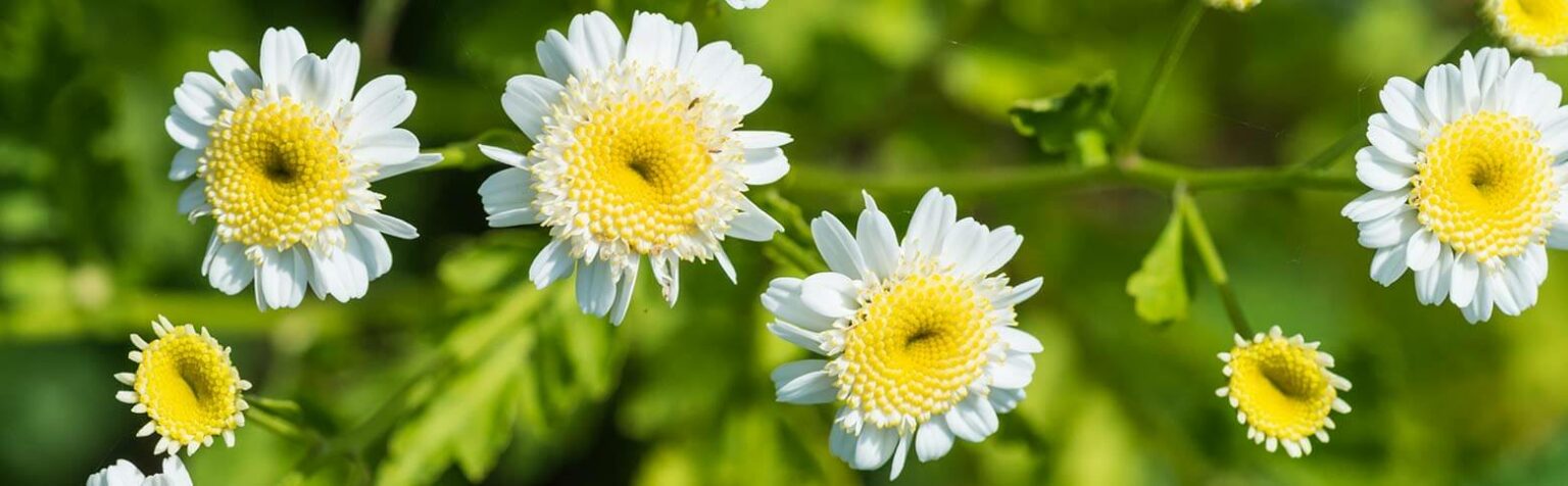 Złocień maruna - Właściwości Działanie Zastosowanie - Zielares