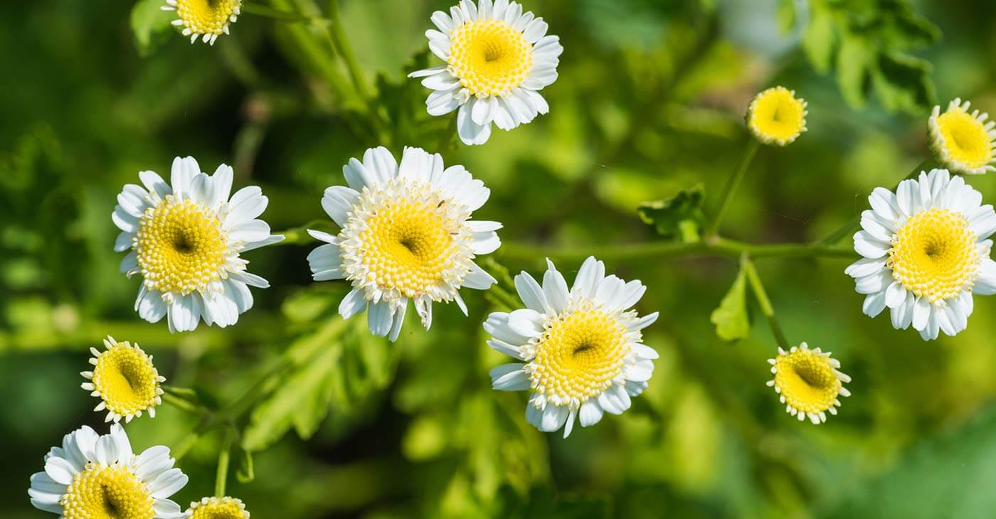 Złocień maruna - Właściwości Działanie Zastosowanie - Zielares