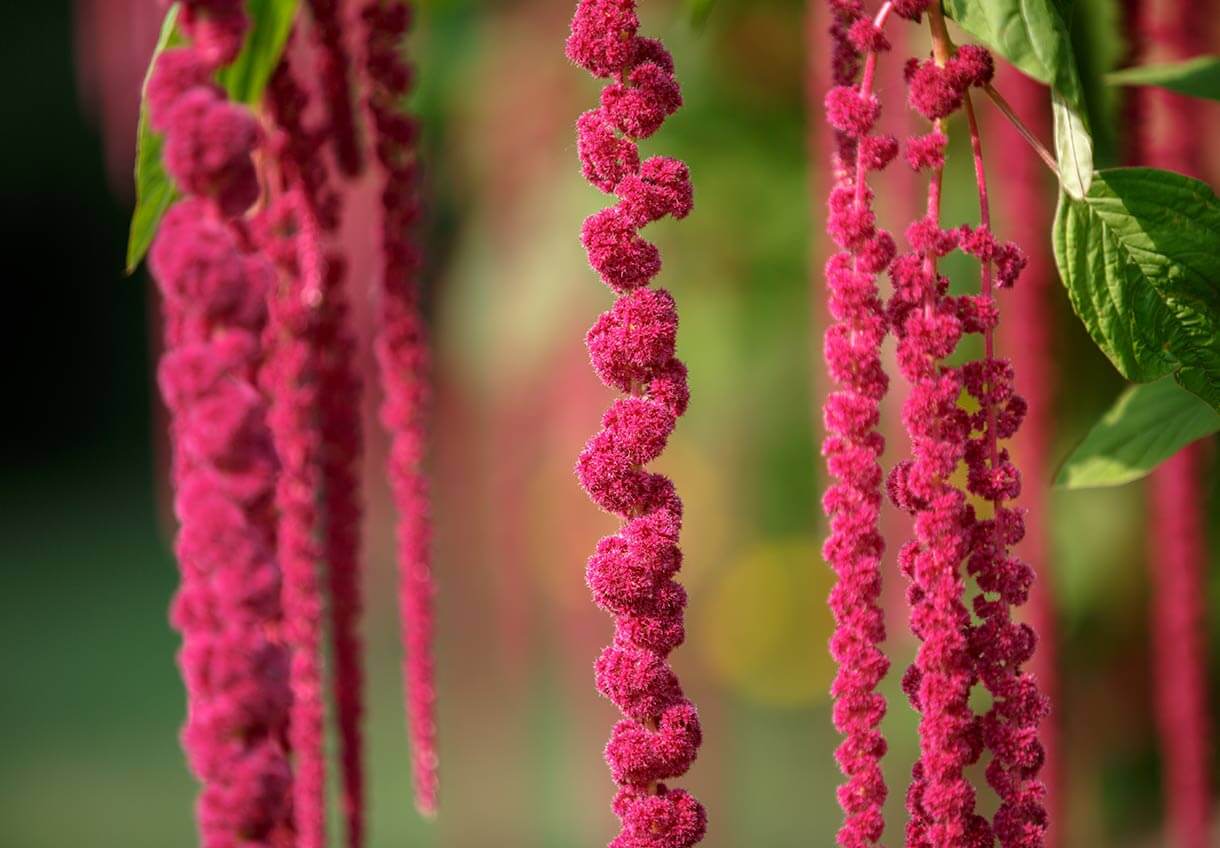 Amarantus - Co to jest? Właściwości Działanie i Przeciwwskazania - Zielares