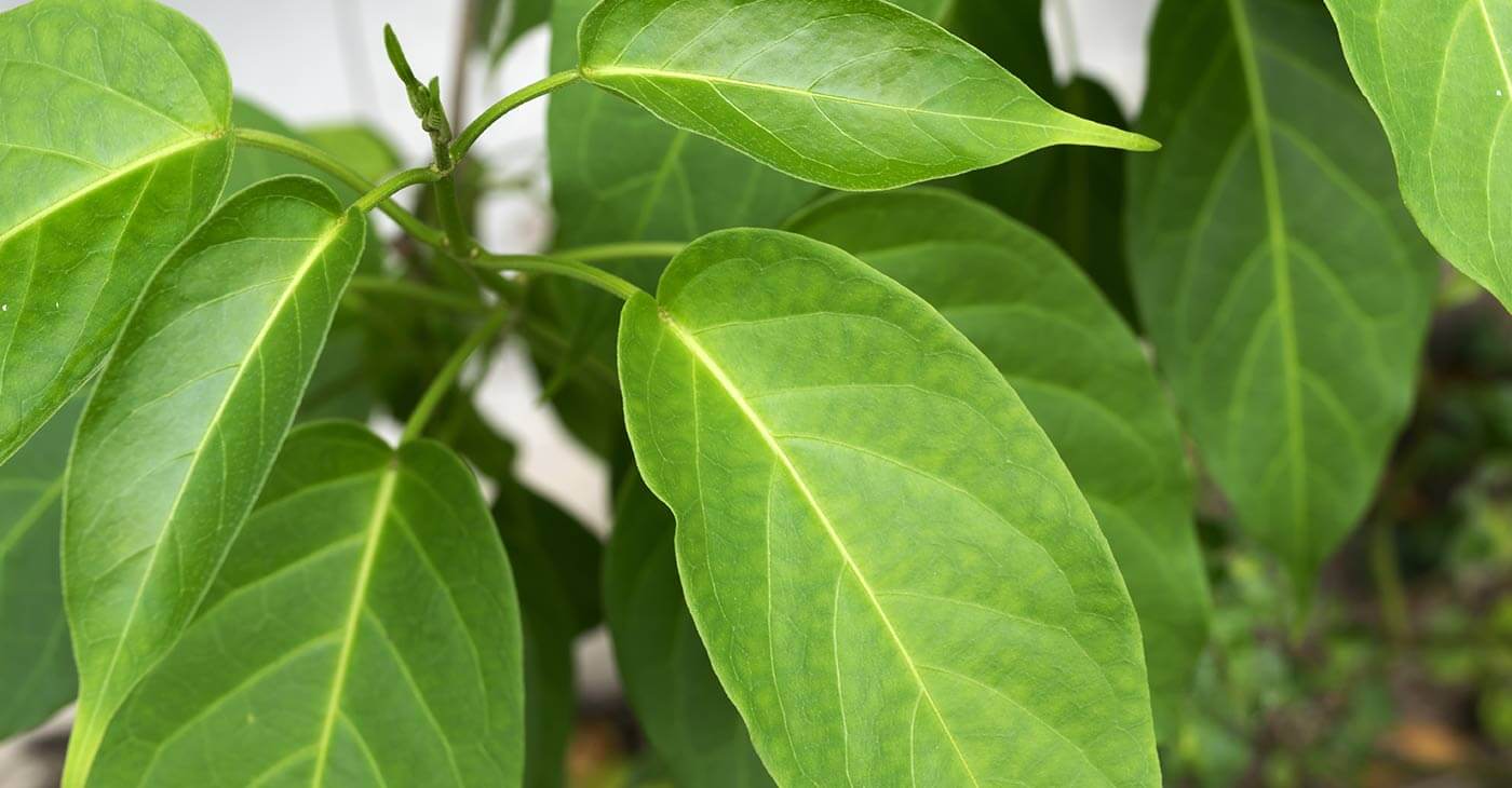 Gurmar - Właściwości Skutki uboczne Przeciwwskazania - Zielares