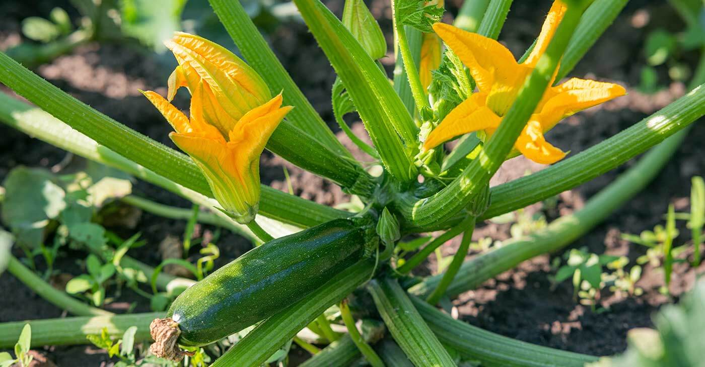 Cukinia - Właściwości Wartości odżywcze i Działanie - Zielares