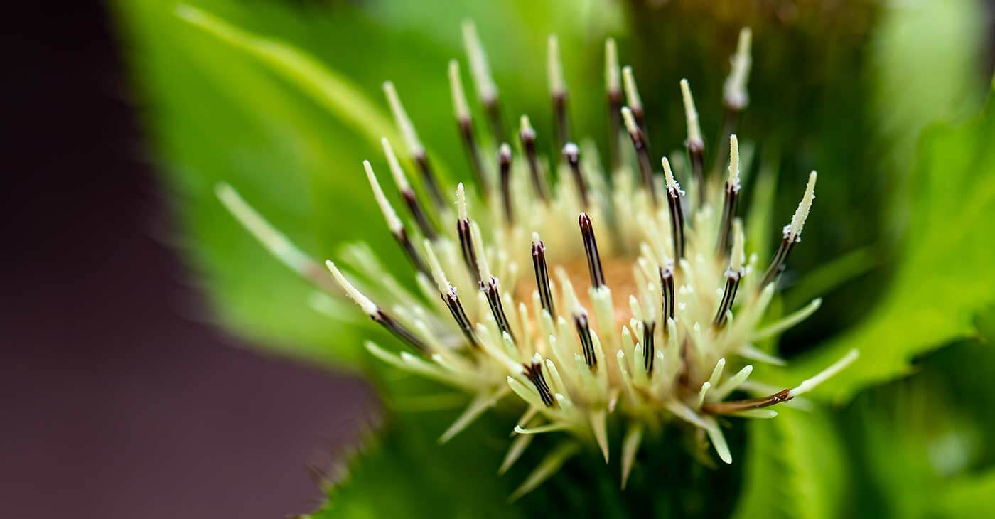 Czarcie żebro - Co to jest? Właściwości i Działanie - Zielares