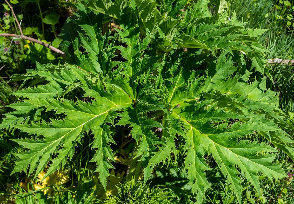 Czarcie żebro - Co to jest? Właściwości i Działanie - Zielares