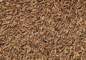 Kumin - Właściwości Działanie Zastosowanie - Zielares