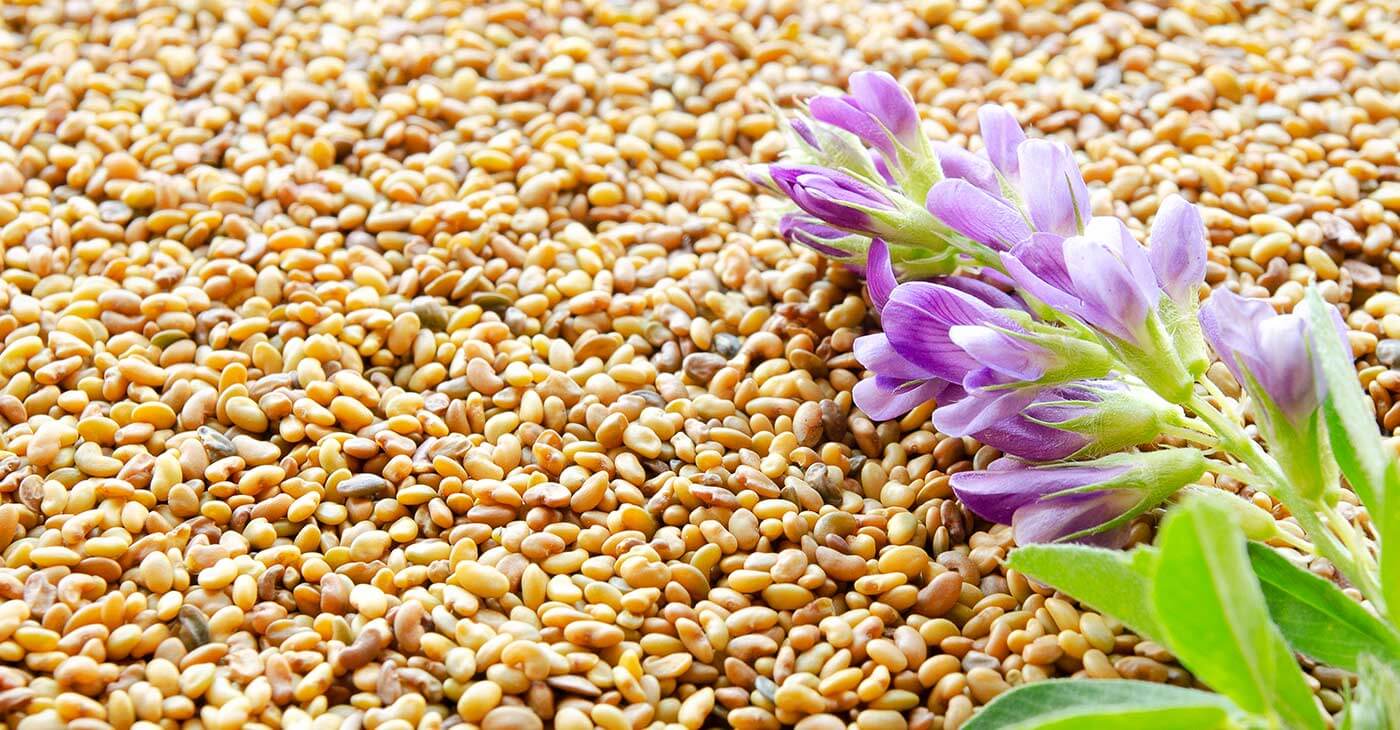 Lucerna siewna - Właściwości Działanie i Zastosowanie - Zielares