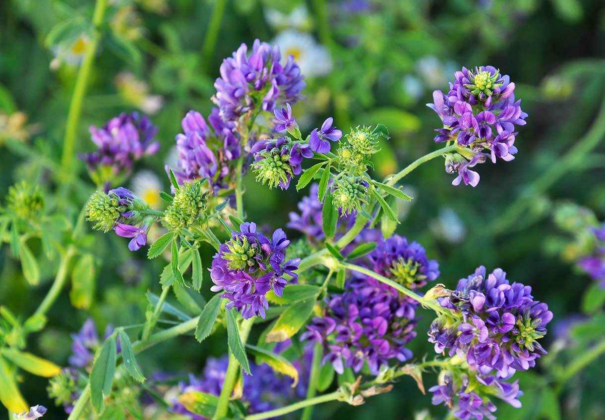 Lucerna siewna - Właściwości Działanie i Zastosowanie - Zielares
