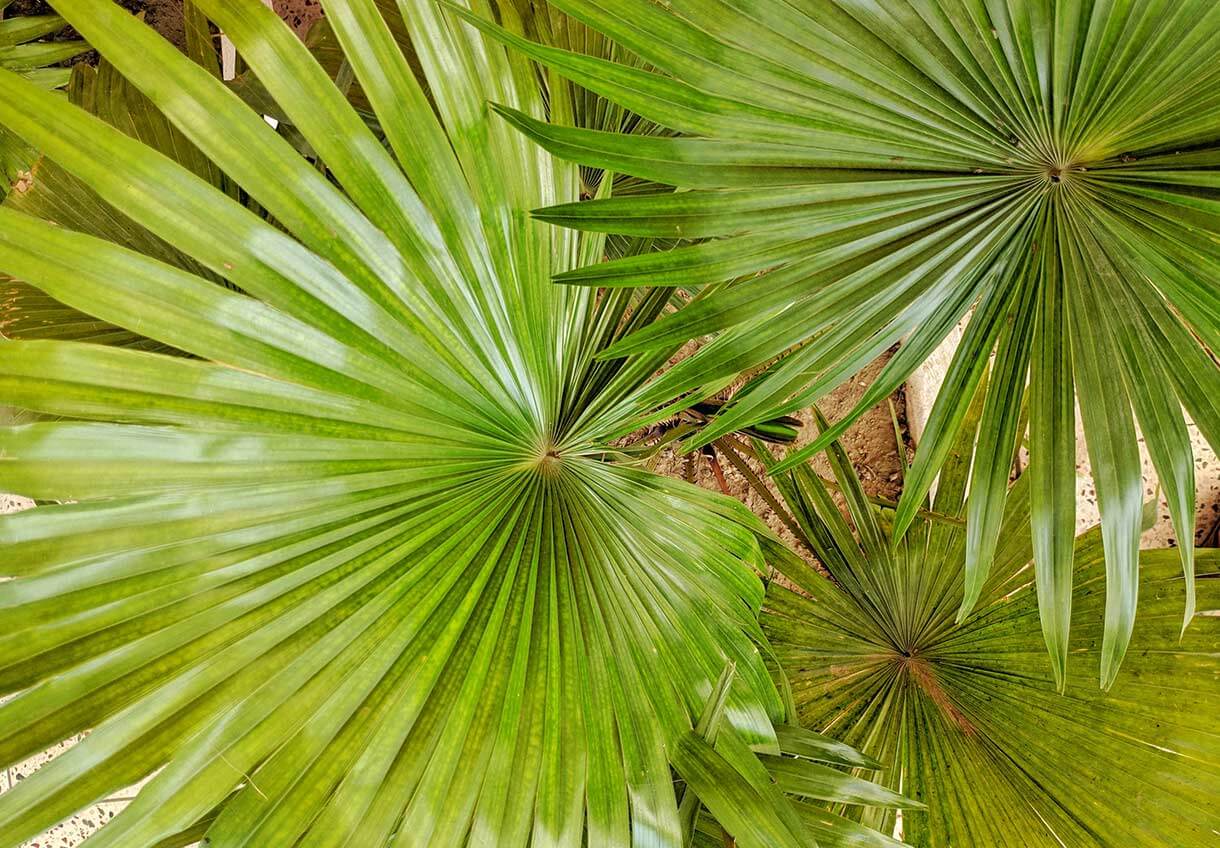 Palma sabałowa - Właściwości Działanie i Zastosowanie - Zielares