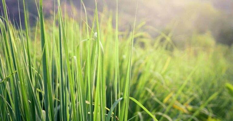 Trawa cytrynowa - Właściwości Zastosowanie Przeciwwskazania - Zielares