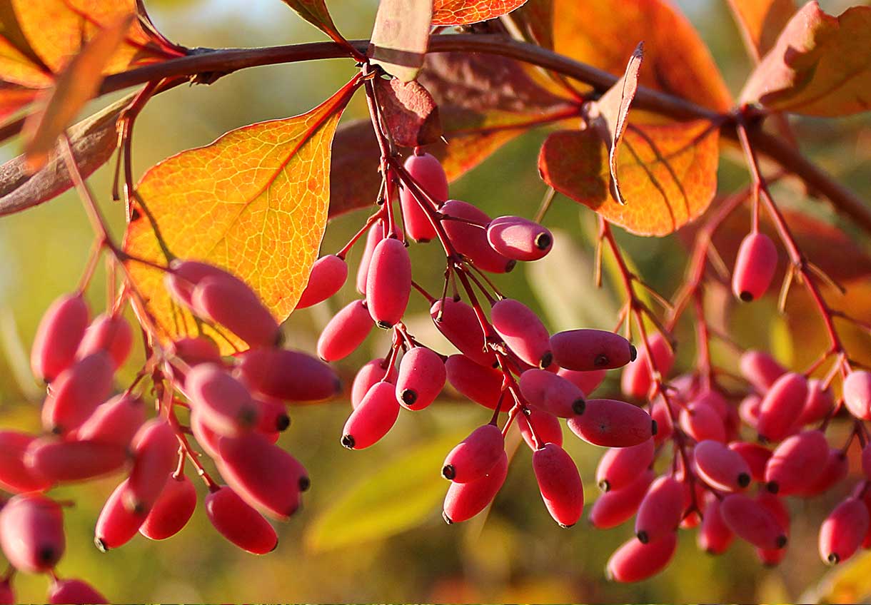 Berberys - Właściwości Przeciwwskazania i Działanie - Zielares