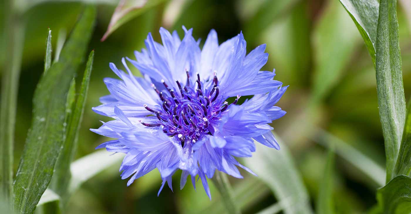 Chaber bławatek - Właściwości Działanie i Zastosowanie - Zielares
