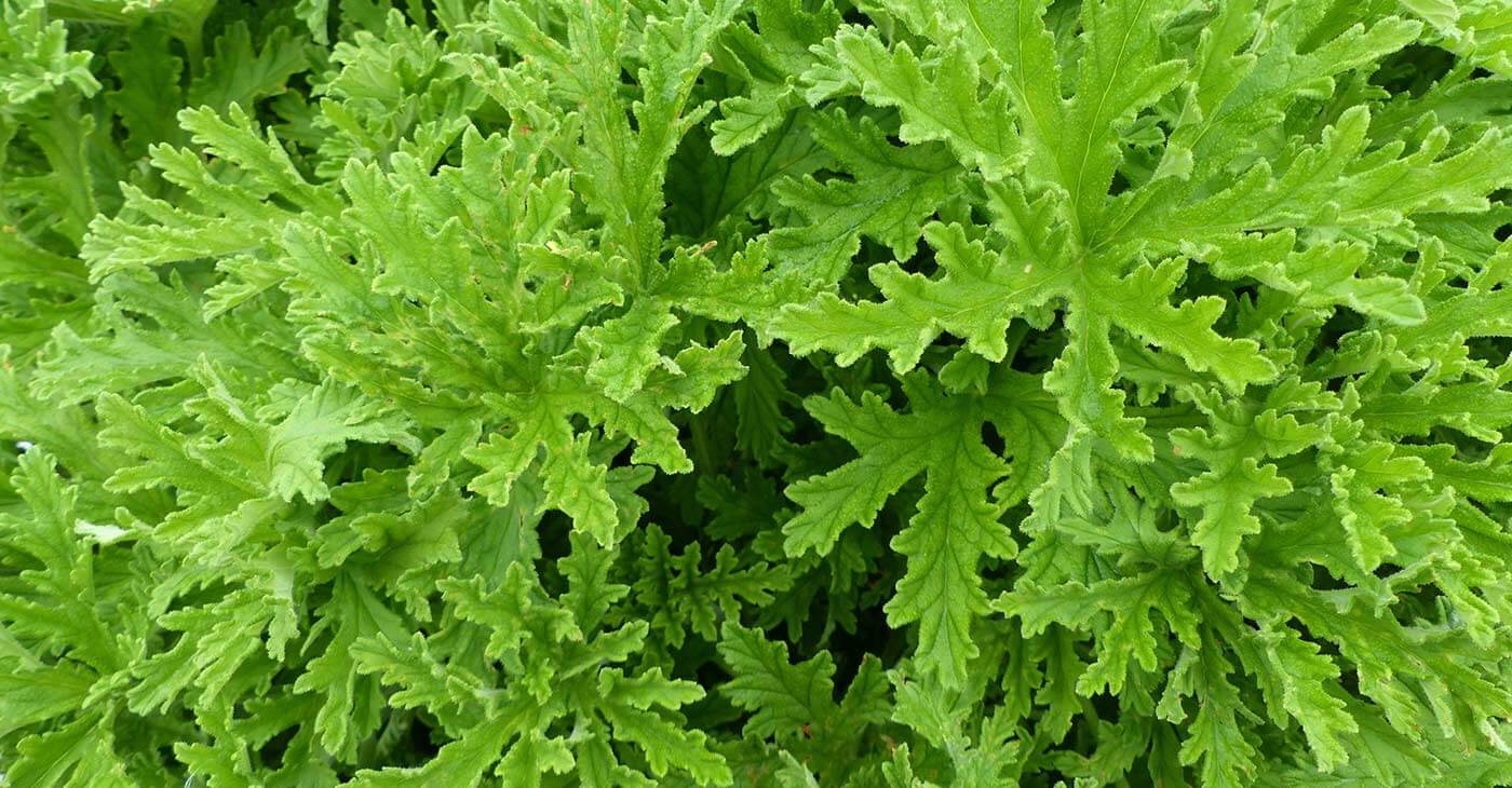 Geranium – właściwości zdrowotne, przeciwwskazania i działanie - Zielares