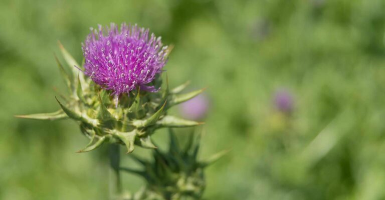 Jakie skuteczne zioła na torbiele w piersiach stosować? - Zielares