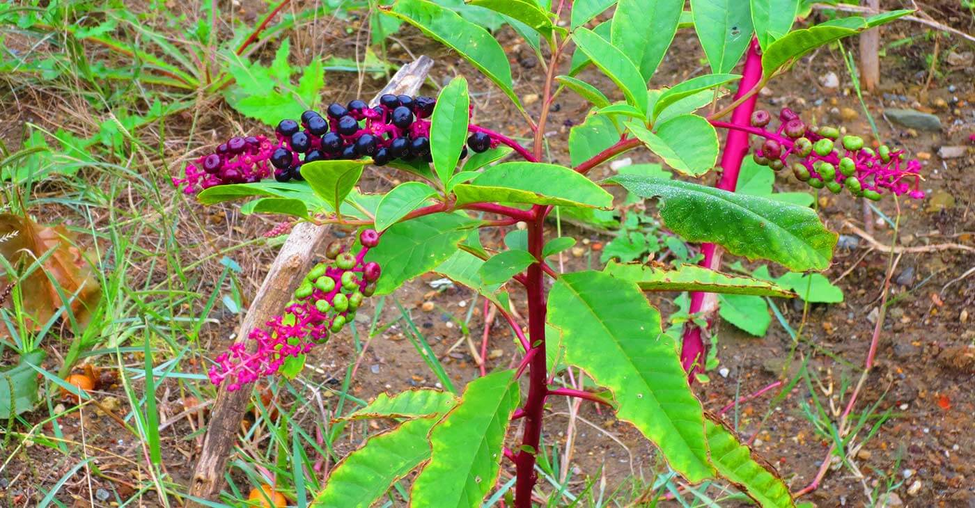 Jakie skuteczne zioła na torbiele w piersiach stosować? - Zielares
