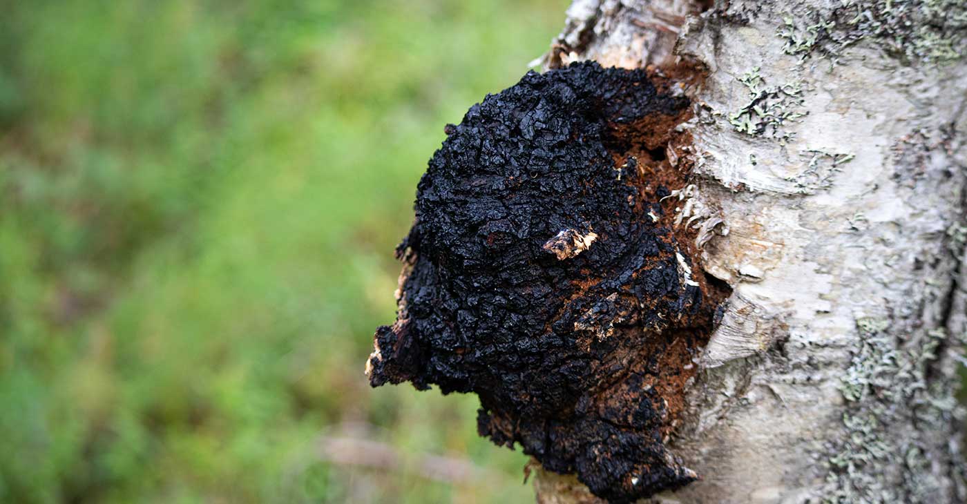 Błyskoporek podkorowy - Chaga - Właściwości Działanie Stosowanie - Zielares