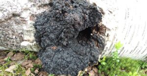 Chaga - Właściwości Działanie Zastosowanie Efekty - Zielares