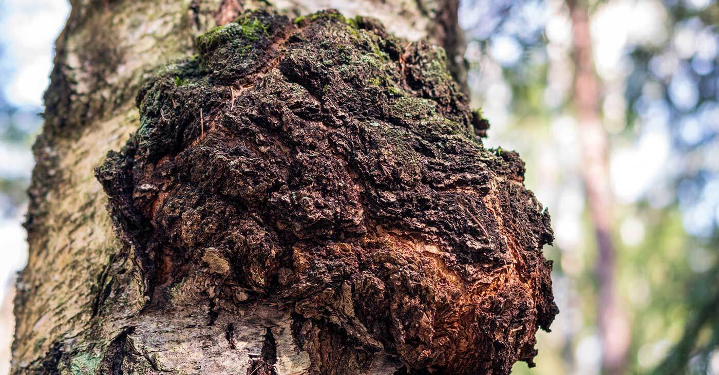 Chaga - Właściwości Działanie Zastosowanie Efekty - Zielares