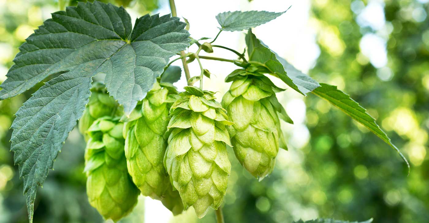Chmiel - Właściwości Działanie Zastosowanie i Jak stosować - Zielares