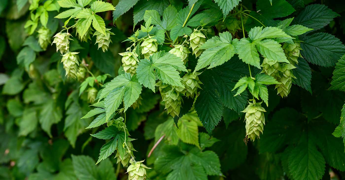 Chmiel - Właściwości Działanie Zastosowanie i Jak stosować - Zielares