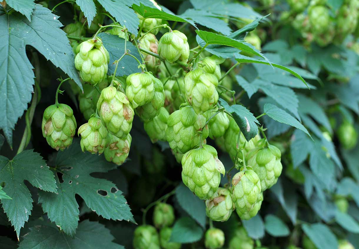 Chmiel - Właściwości Działanie Zastosowanie i Jak stosować - Zielares