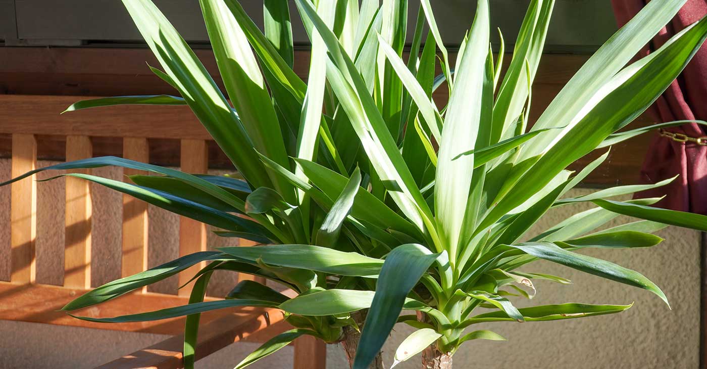 Jukka - Właściwości Działanie Zastosowanie Efekty Stosowanie - Zielares