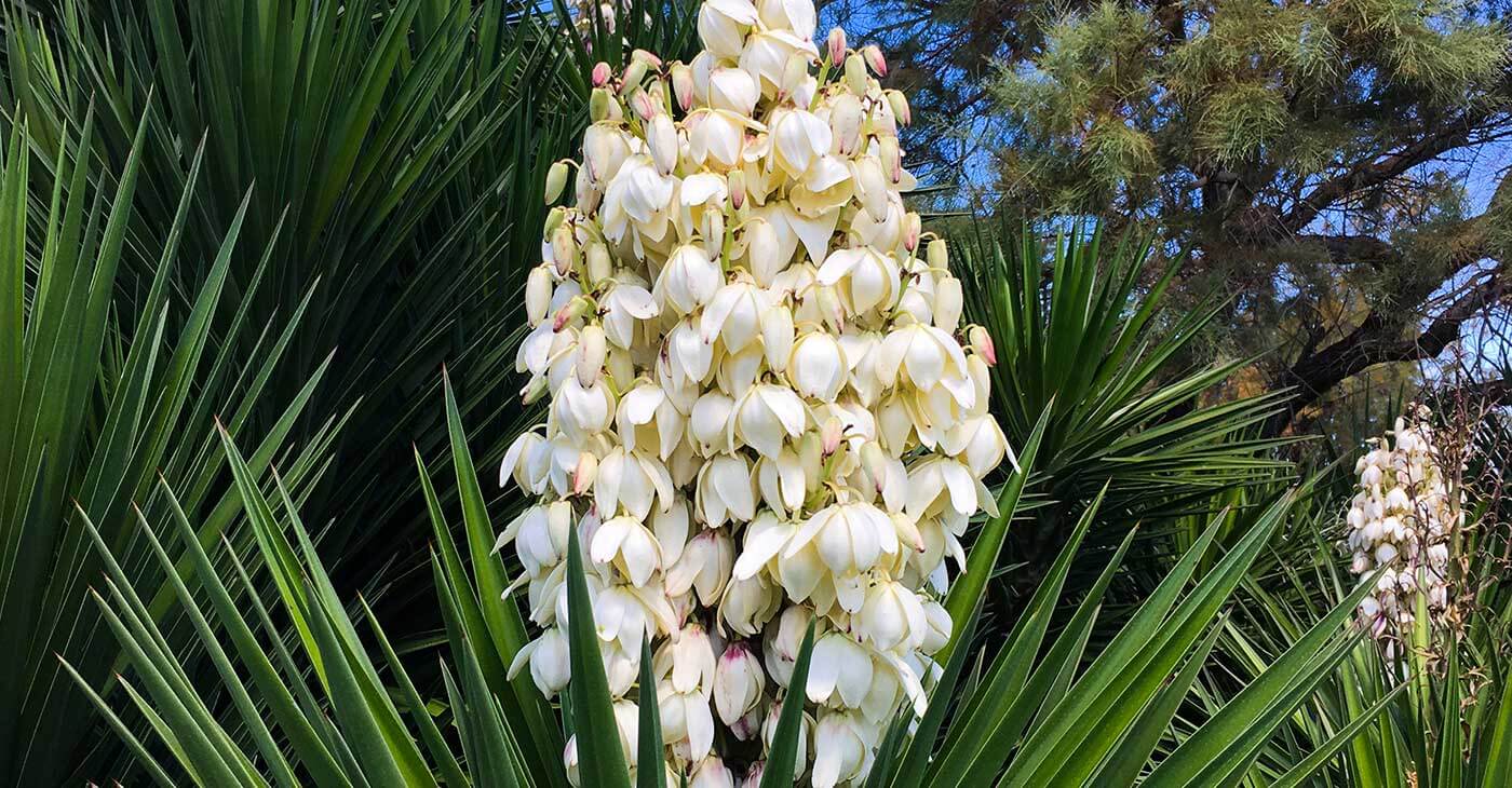 Jukka - Właściwości Działanie Zastosowanie Efekty Stosowanie - Zielares