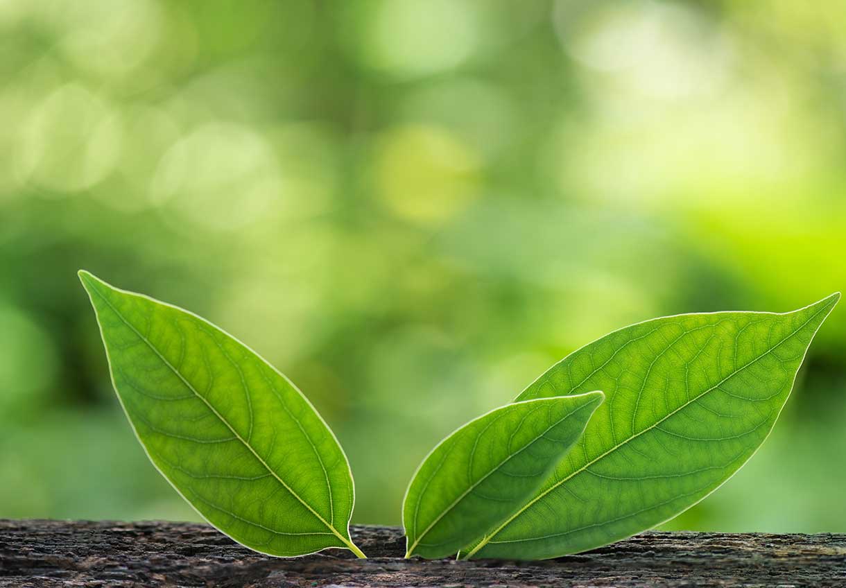 Kamfora - Co to jest? Właściwości Działanie Stosowanie - Zielares