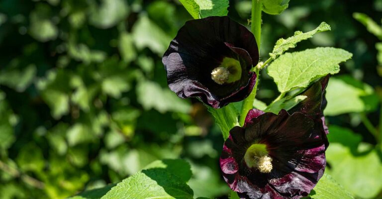 Malwa czarna - Właściwości Działanie i Skutki uboczne - Zielares