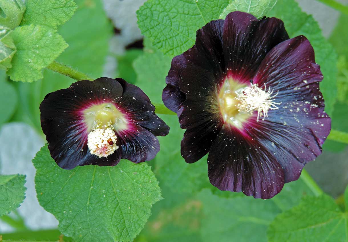 Malwa czarna - Właściwości Działanie i Skutki uboczne - Zielares