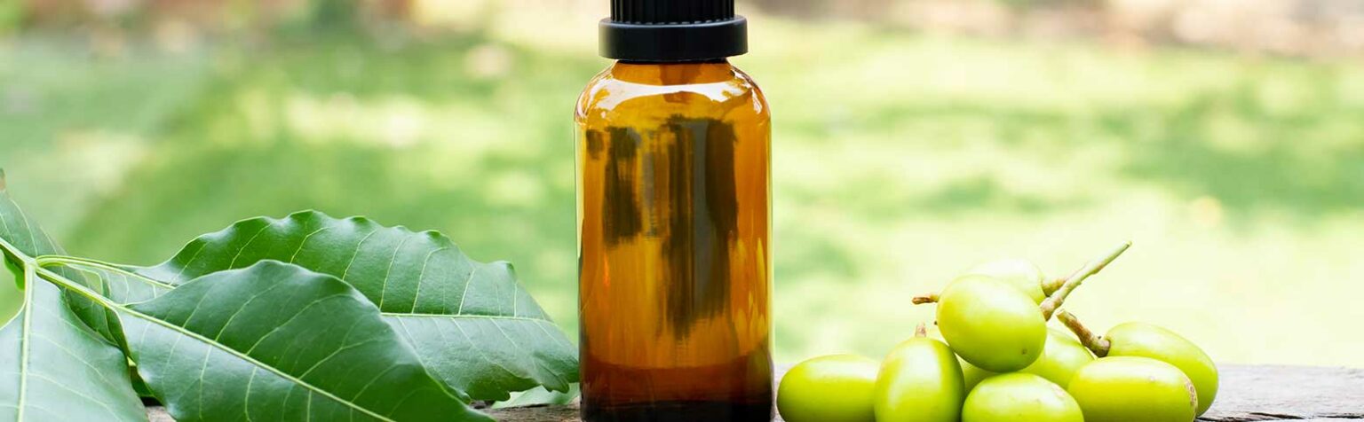 Olejek neem - Właściwości zdrowotne Działanie Zastosowanie - Zielares