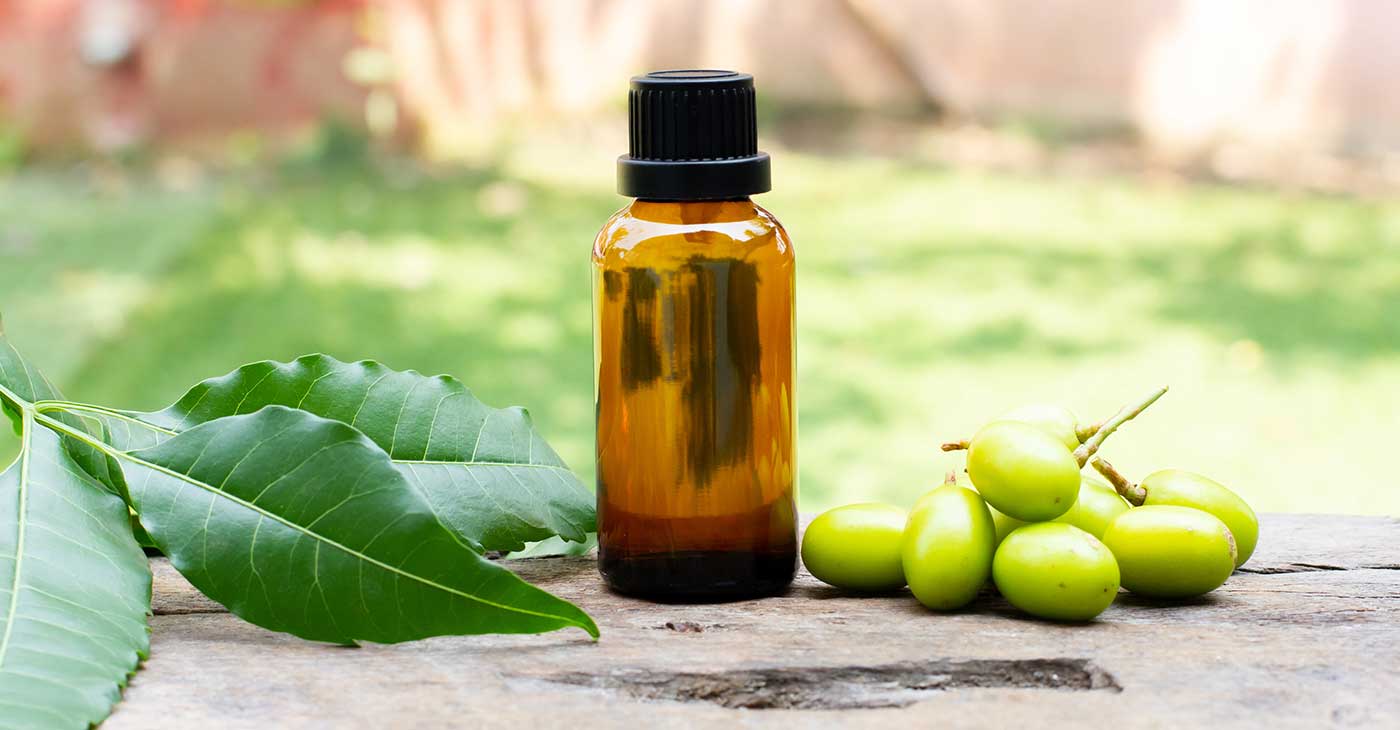 Olejek neem - Właściwości zdrowotne Działanie Zastosowanie - Zielares