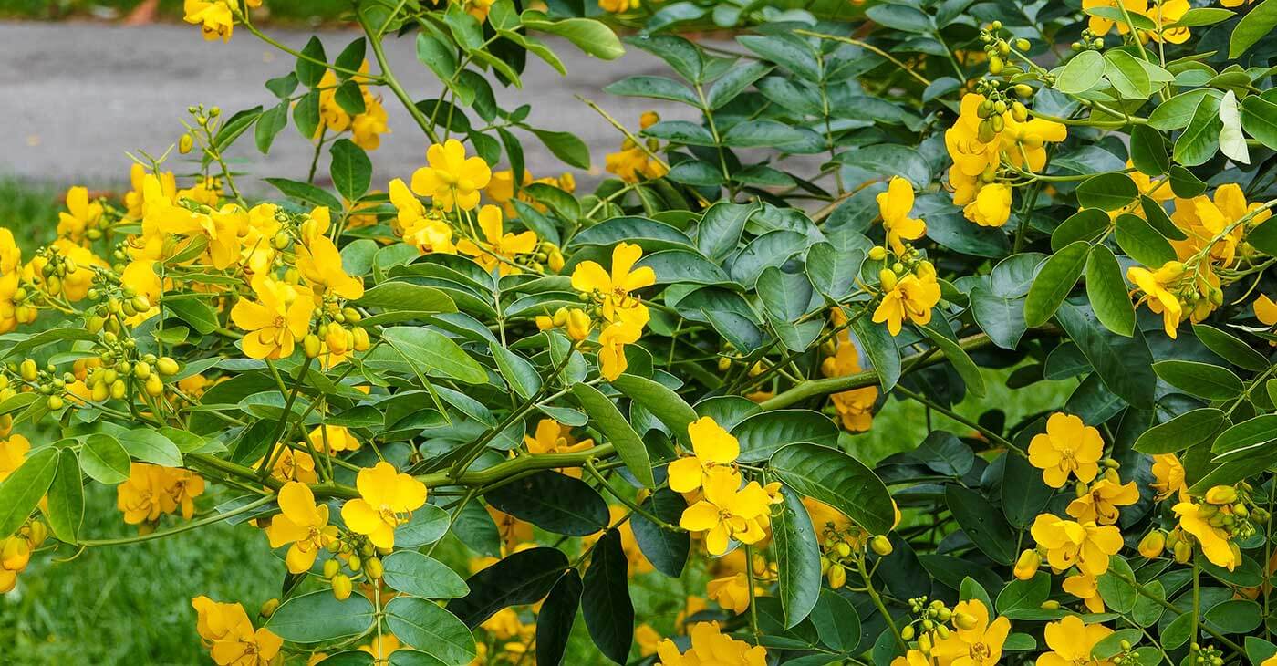 Senes - Właściwości Działanie Czy jest szkodliwy Stosowanie - Zielares