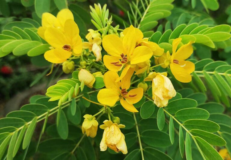 Senes - Właściwości Działanie Czy jest szkodliwy Stosowanie - Zielares