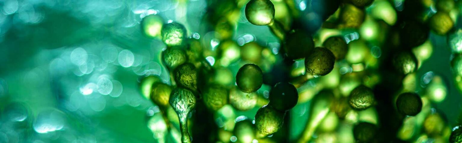 Algi morskie - Właściwości Działanie Jak jeść Przeciwwskazania - Zielares