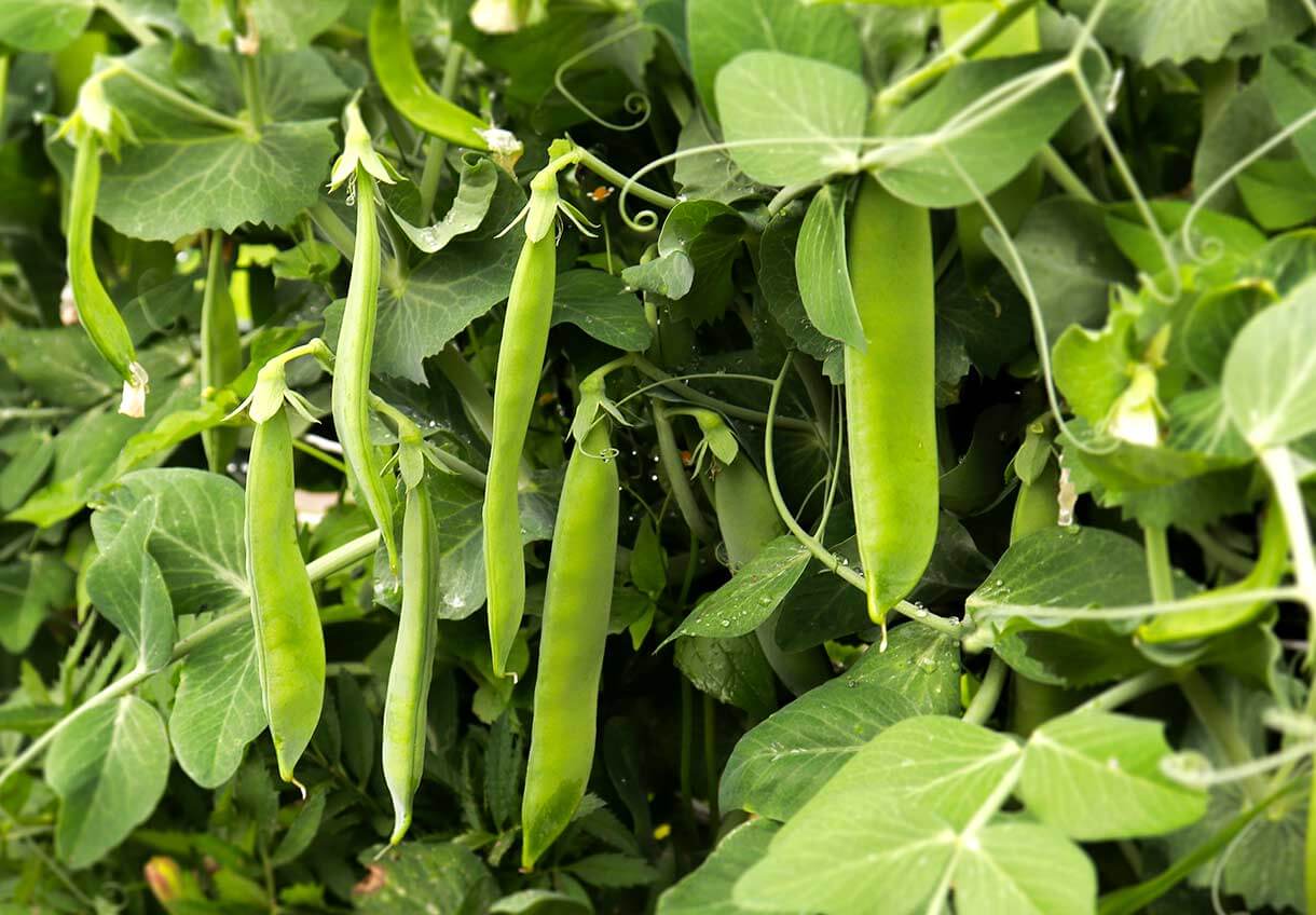 Groch - Właściwości zdrowotne Działanie Zastosowanie - Zielares